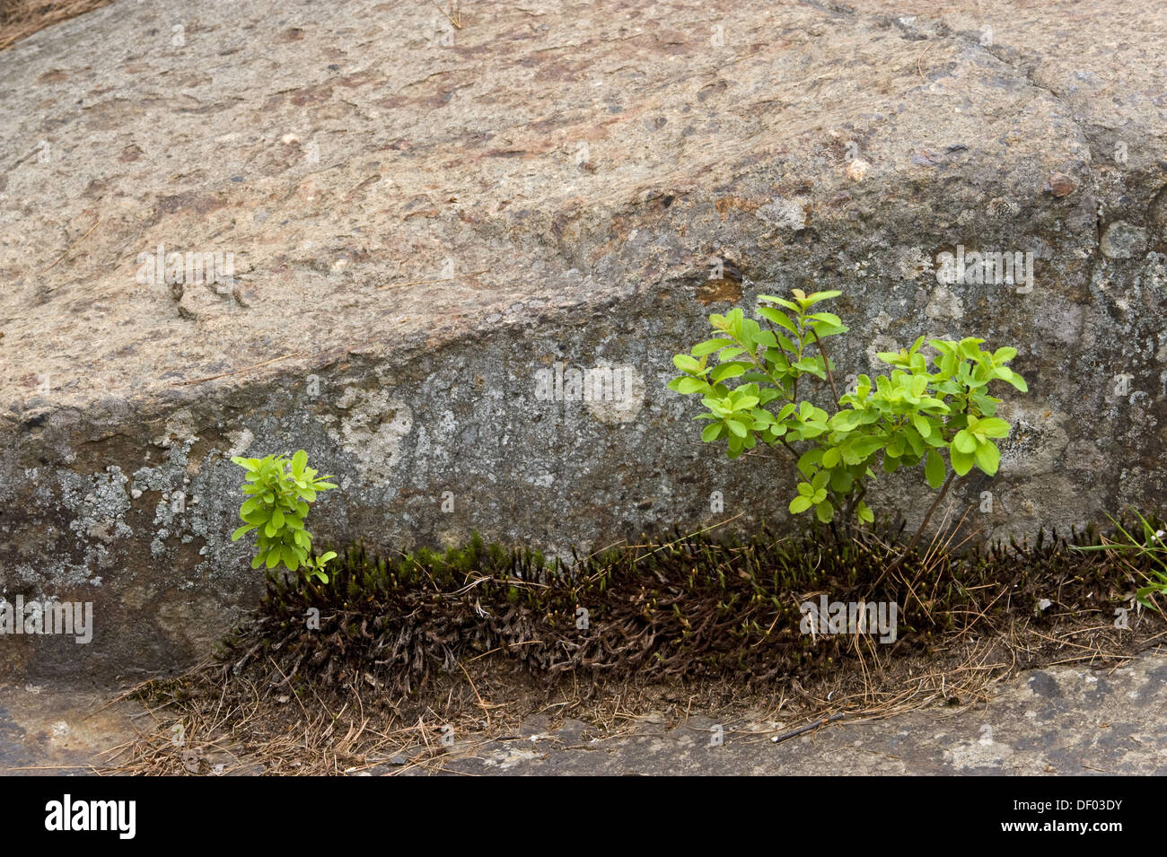 Canadian shield granite outcrops hi-res stock photography and images ...