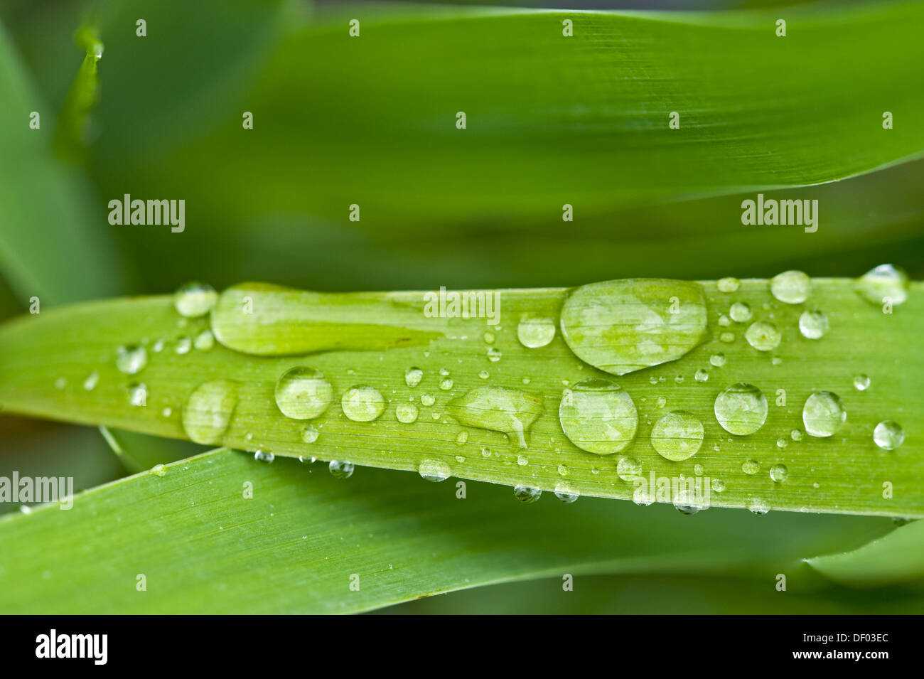 Drooping Flag High Resolution Stock Photography and Images - Alamy