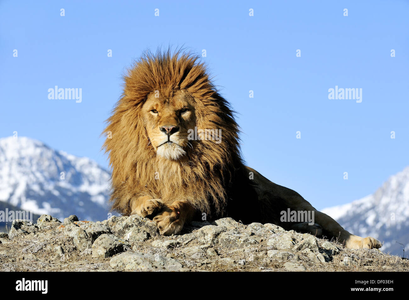 Barbary Lion Panthera leo leo - extirpated, captive Stock Photo - Alamy Barbary Lion Panthera leo leo - extirpated, captive Stock Photo - Alamy