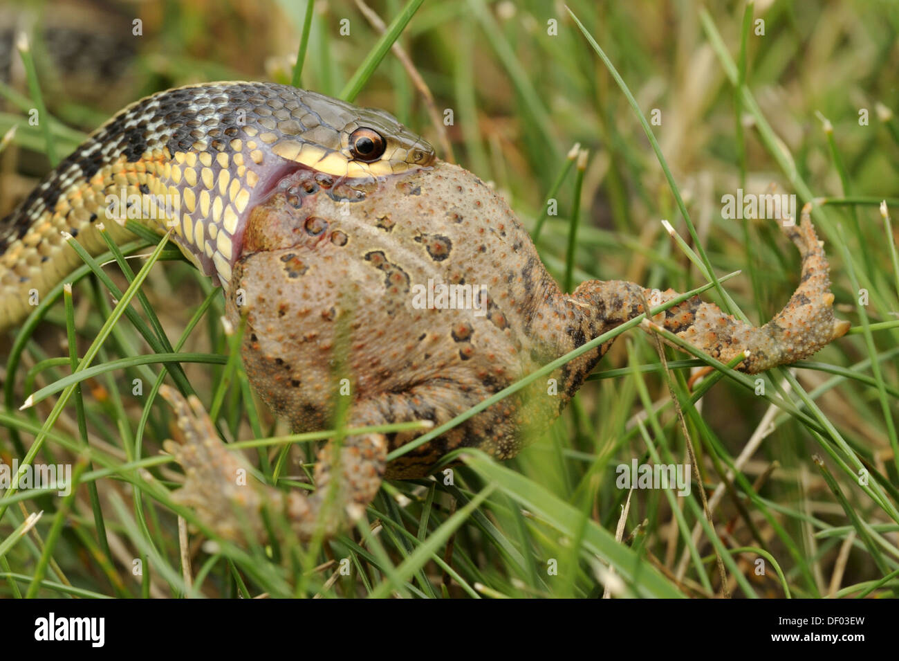 Common chain snake hi-res stock photography and images - Alamy