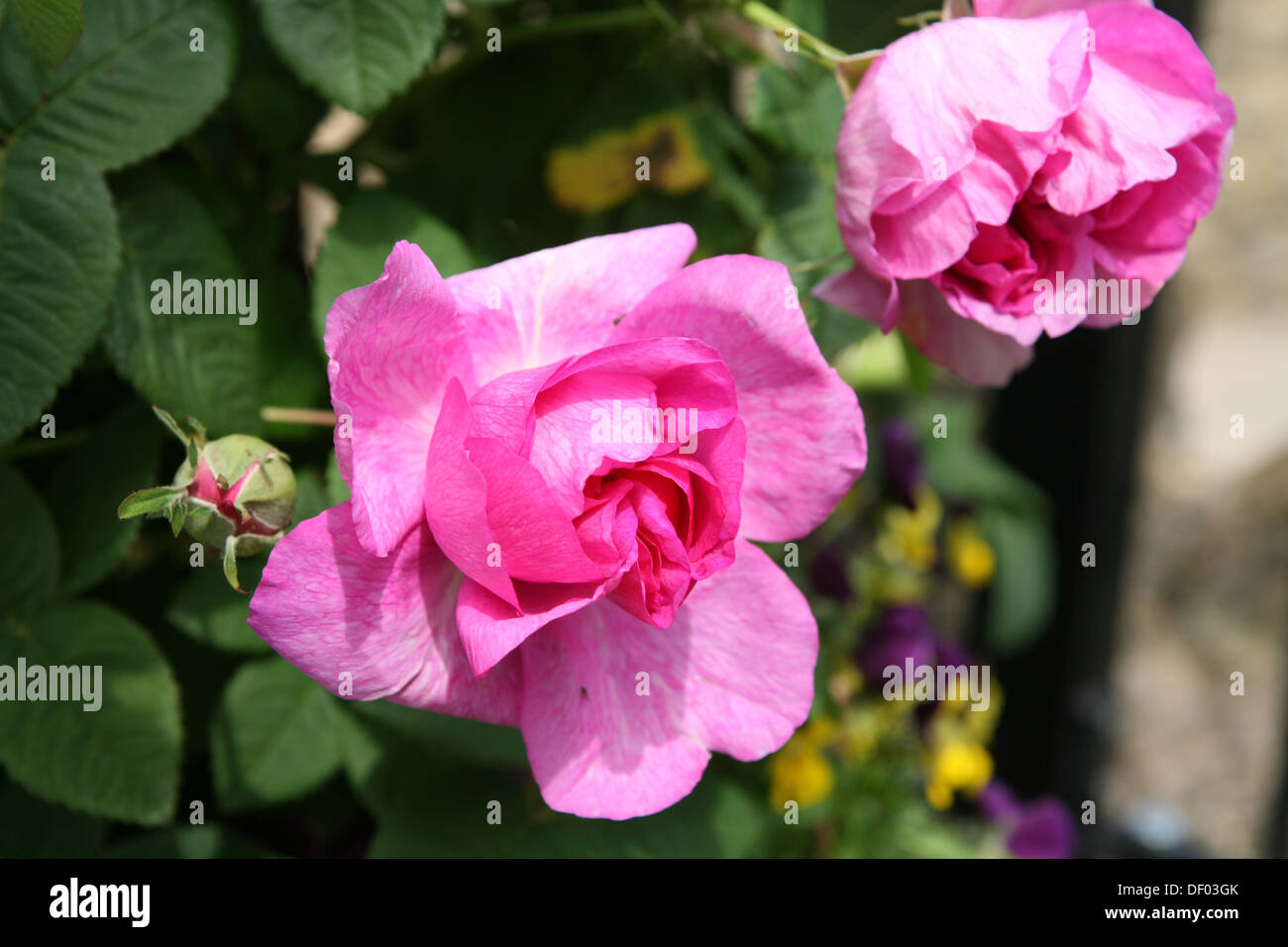 Lush Pink Fragrant roses Stock Photo - Alamy