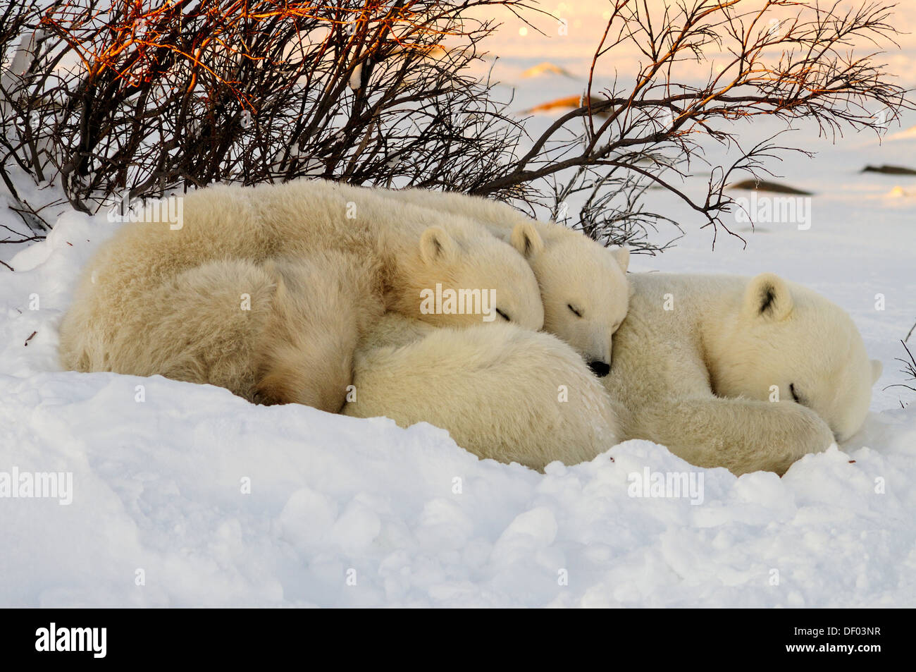 Shrinking animal population hi-res stock photography and images - Alamy