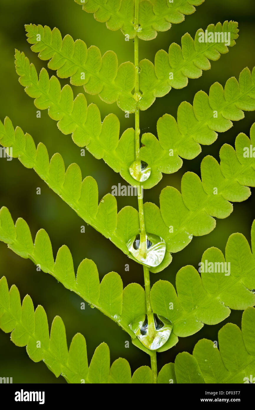 Interrupted fern osmunda claytoniana hi-res stock photography and ...