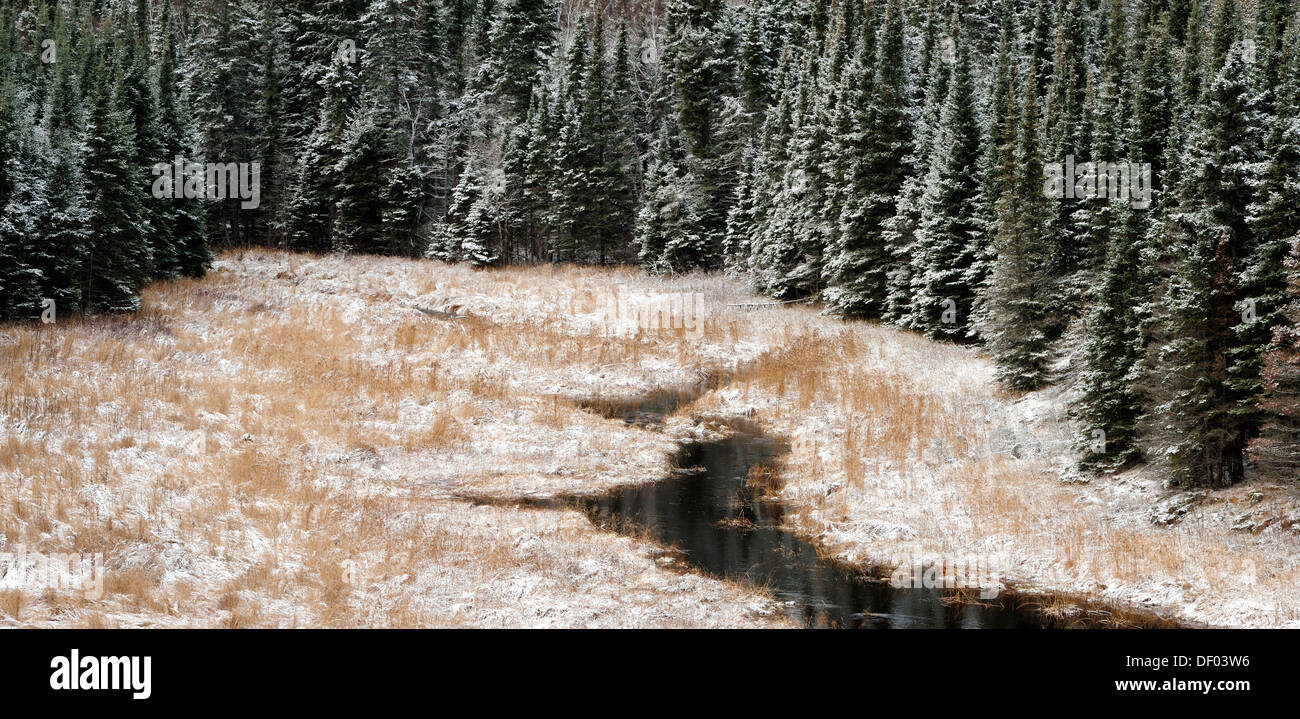 Conifer shield hi-res stock photography and images - Alamy