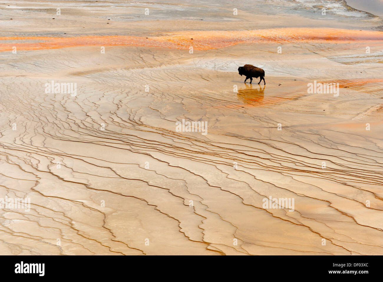 Yellowstone bison grand prismatic hi-res stock photography and images ...