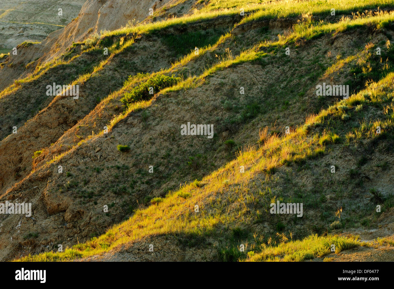 Complex prairie ecosystem hi-res stock photography and images - Alamy