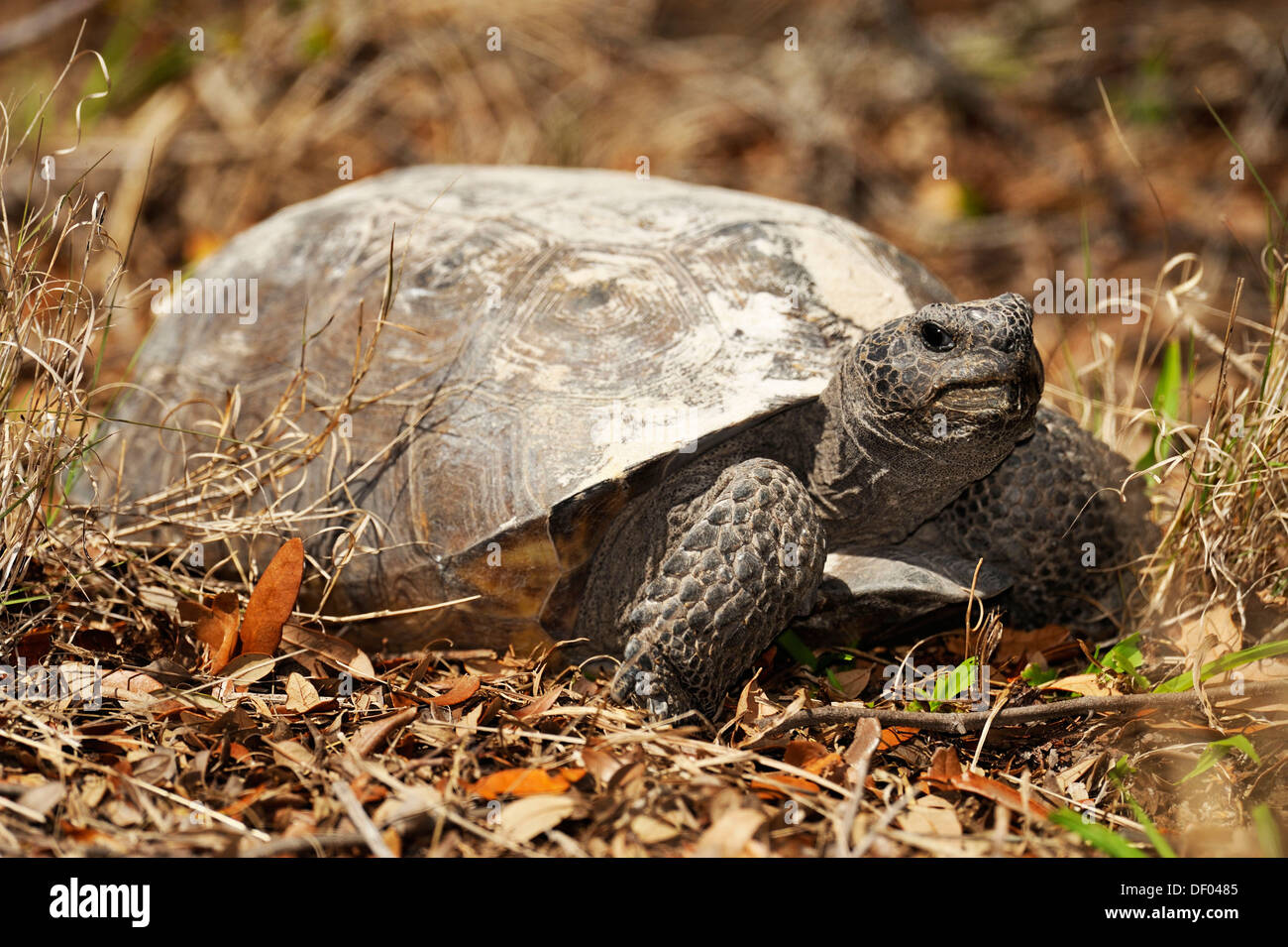 American gopher tortoise hi-res stock photography and images - Alamy