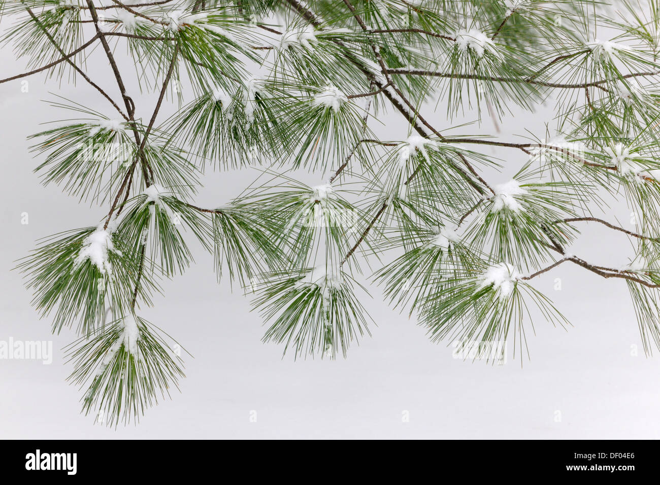 Eastern white pine pinus strobus hi-res stock photography and images ...