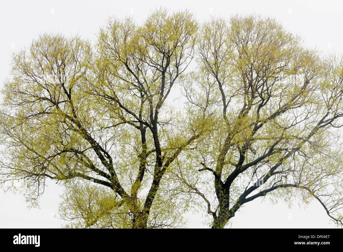 Poplar tree leaf hi-res stock photography and images - Alamy