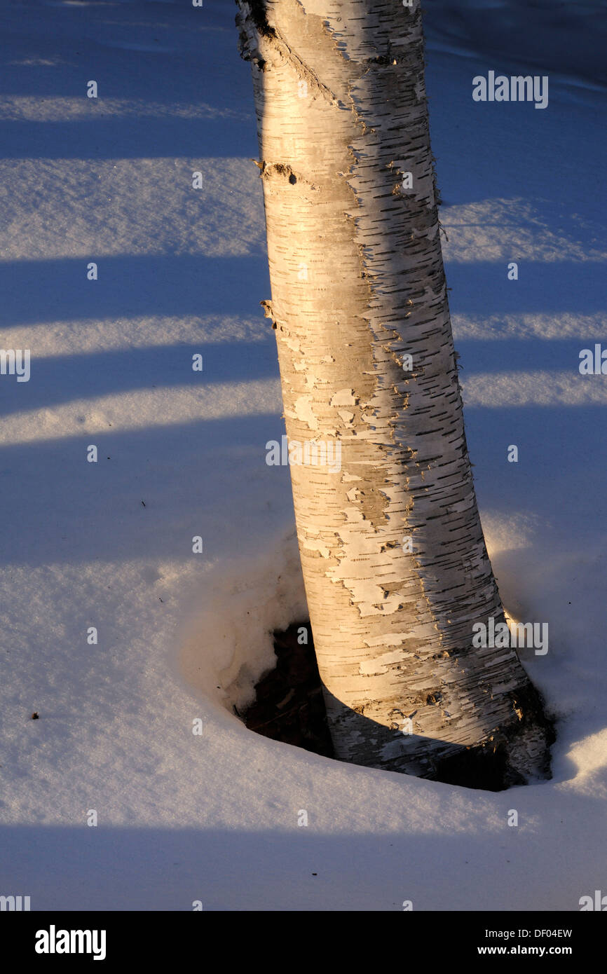 Betula papyrifera paper birch hi-res stock photography and images - Alamy