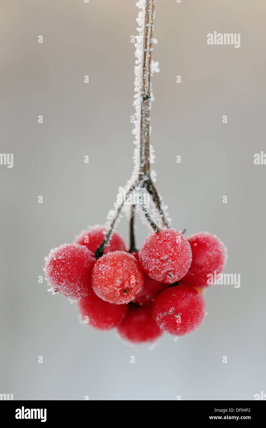 Pruning Highbush Cranberry
