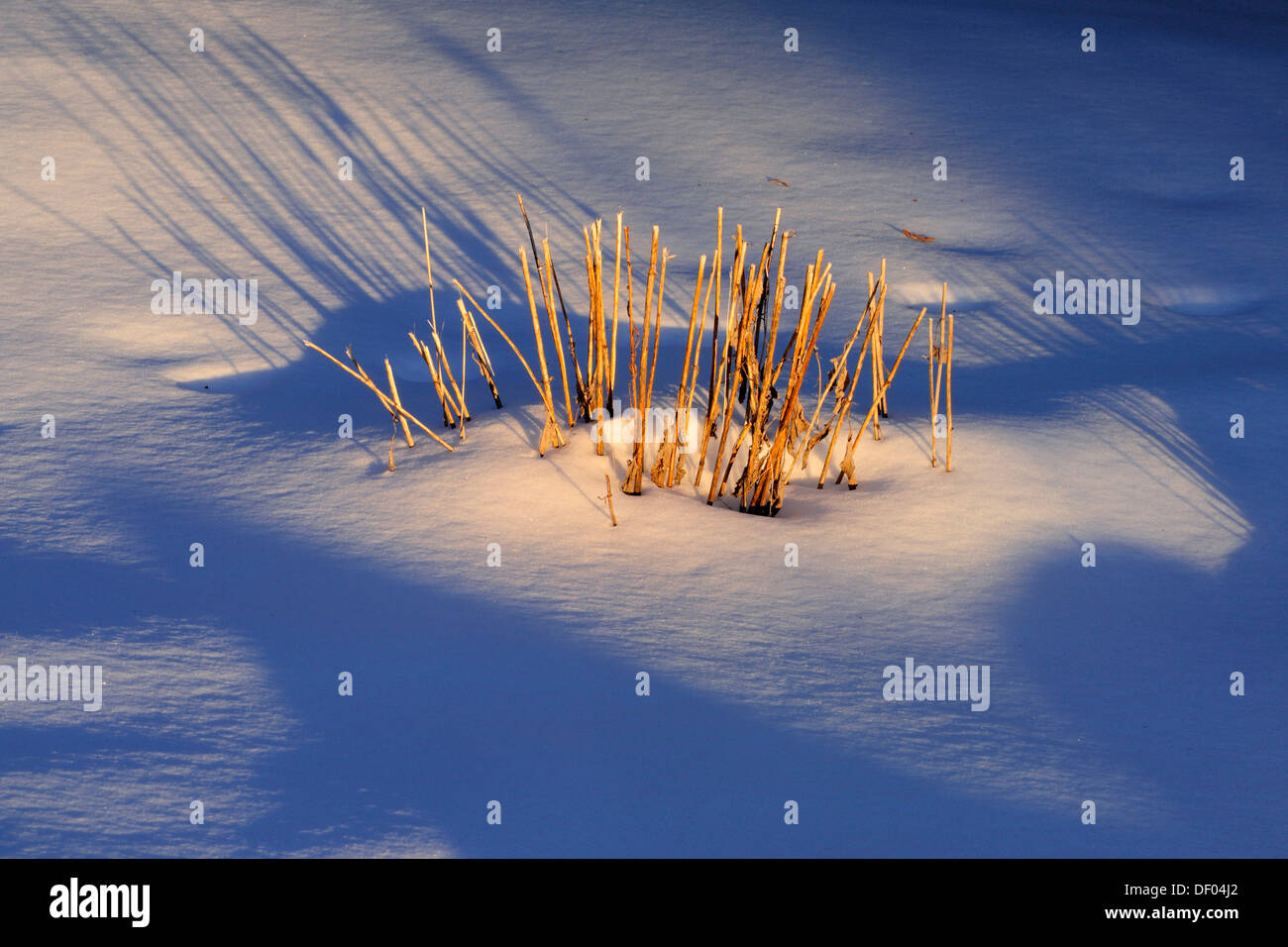 Dead garden plant stalks and shadows Stock Photo - Alamy