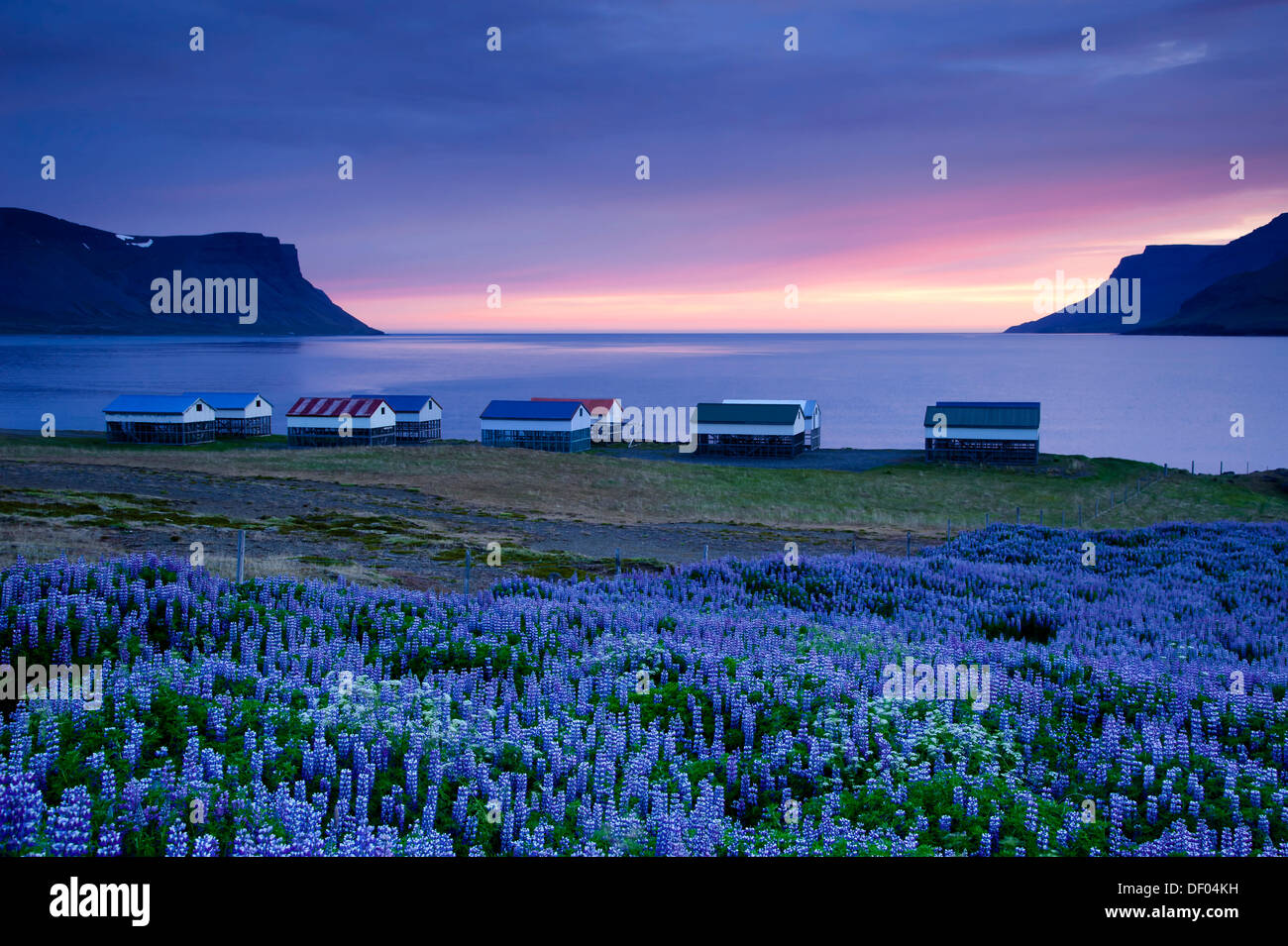 Violet Nootka Lupine (Lupinus nootkatensis), fish drying huts, sunset ...