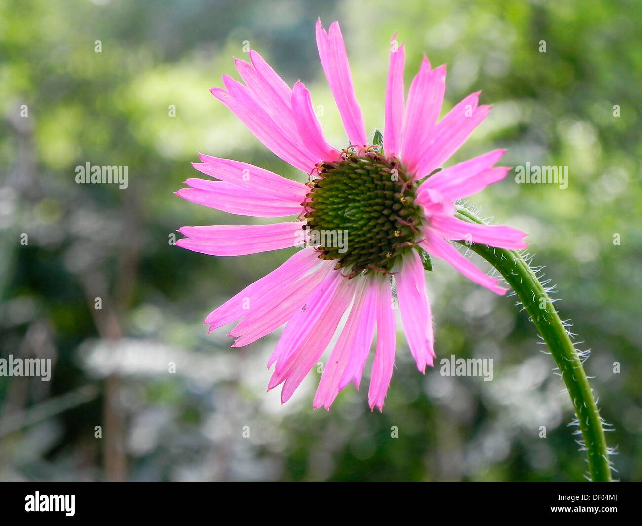 Tennessee coneflower echinacea tennesseensis hi-res stock photography ...