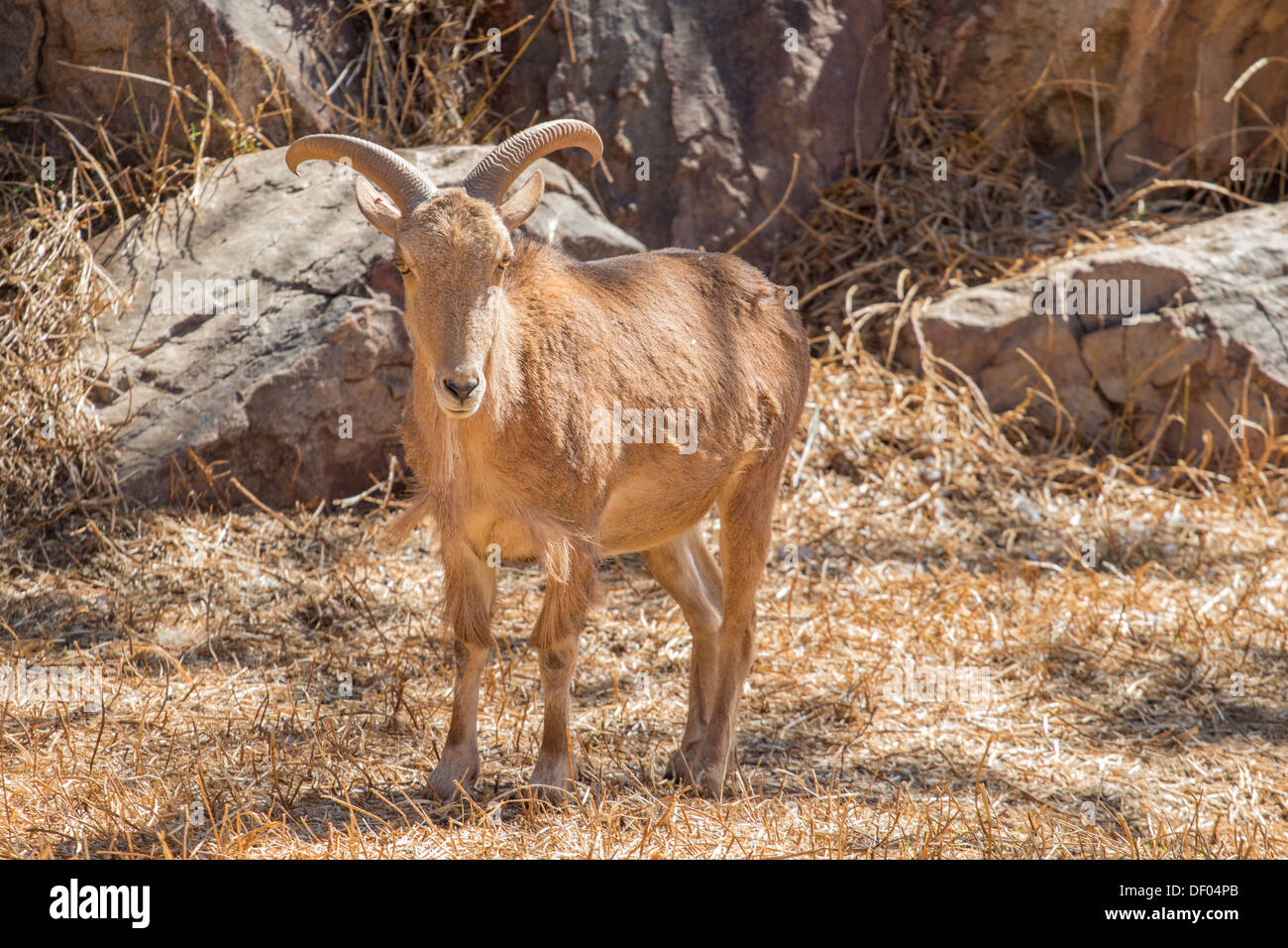 Barbary sheep male hi-res stock photography and images - Alamy