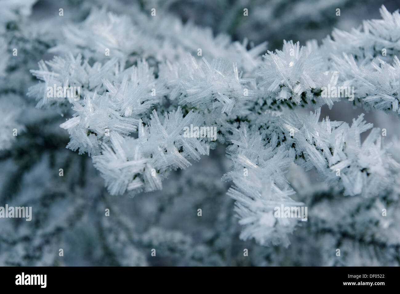Ice crystals, hoarfrost on a fir tree Stock Photo - Alamy