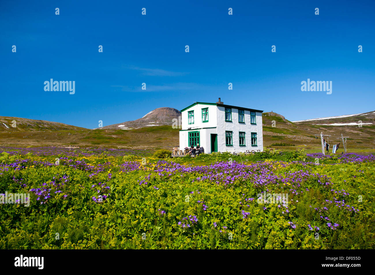Wood Cranesbill or Woodland Geranium (Geranium sylvaticum), hikers ...