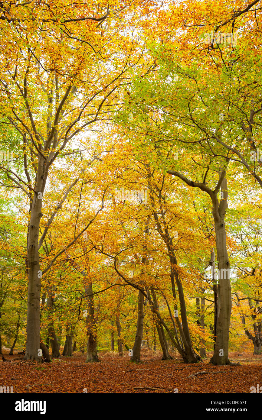 English forest in fall hi-res stock photography and images - Alamy