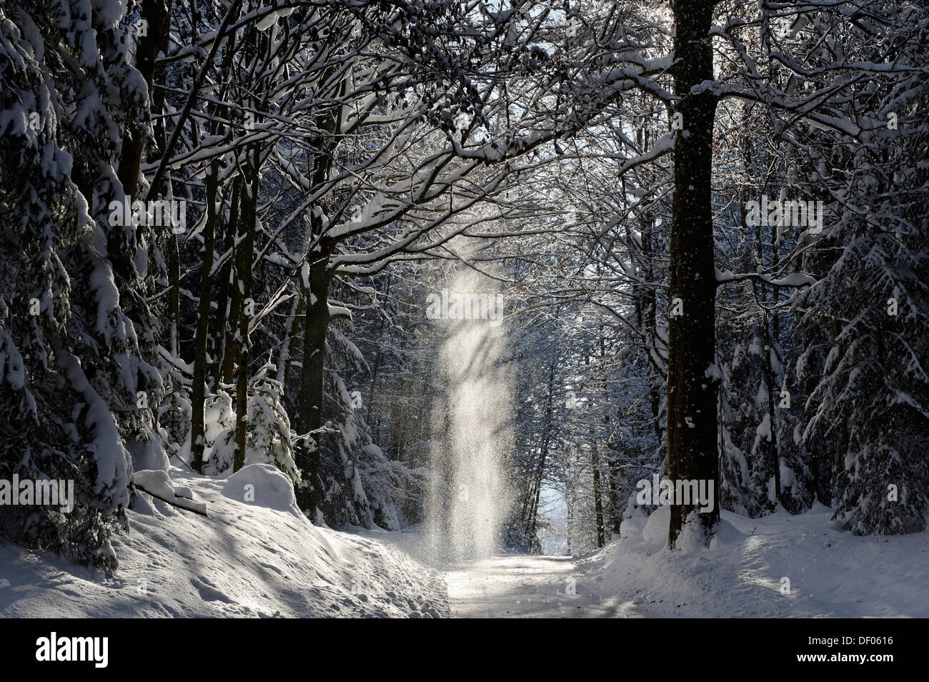 Snow-covered forest trail, snow trickling down from the trees ...