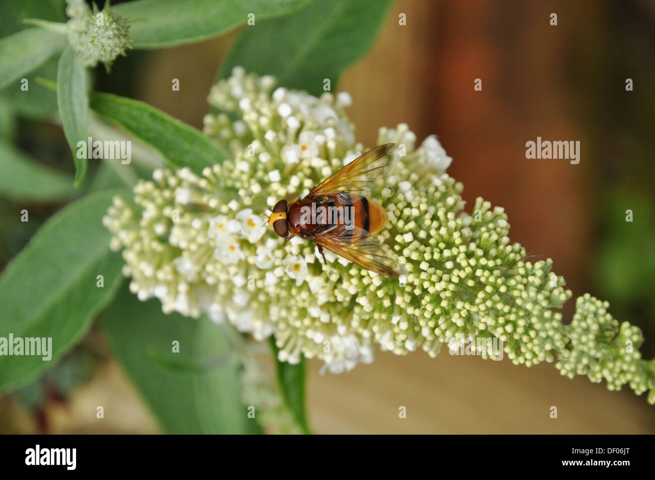 Large hoverfly (Volucella zonaria) feeding on Buddleia. Species ...