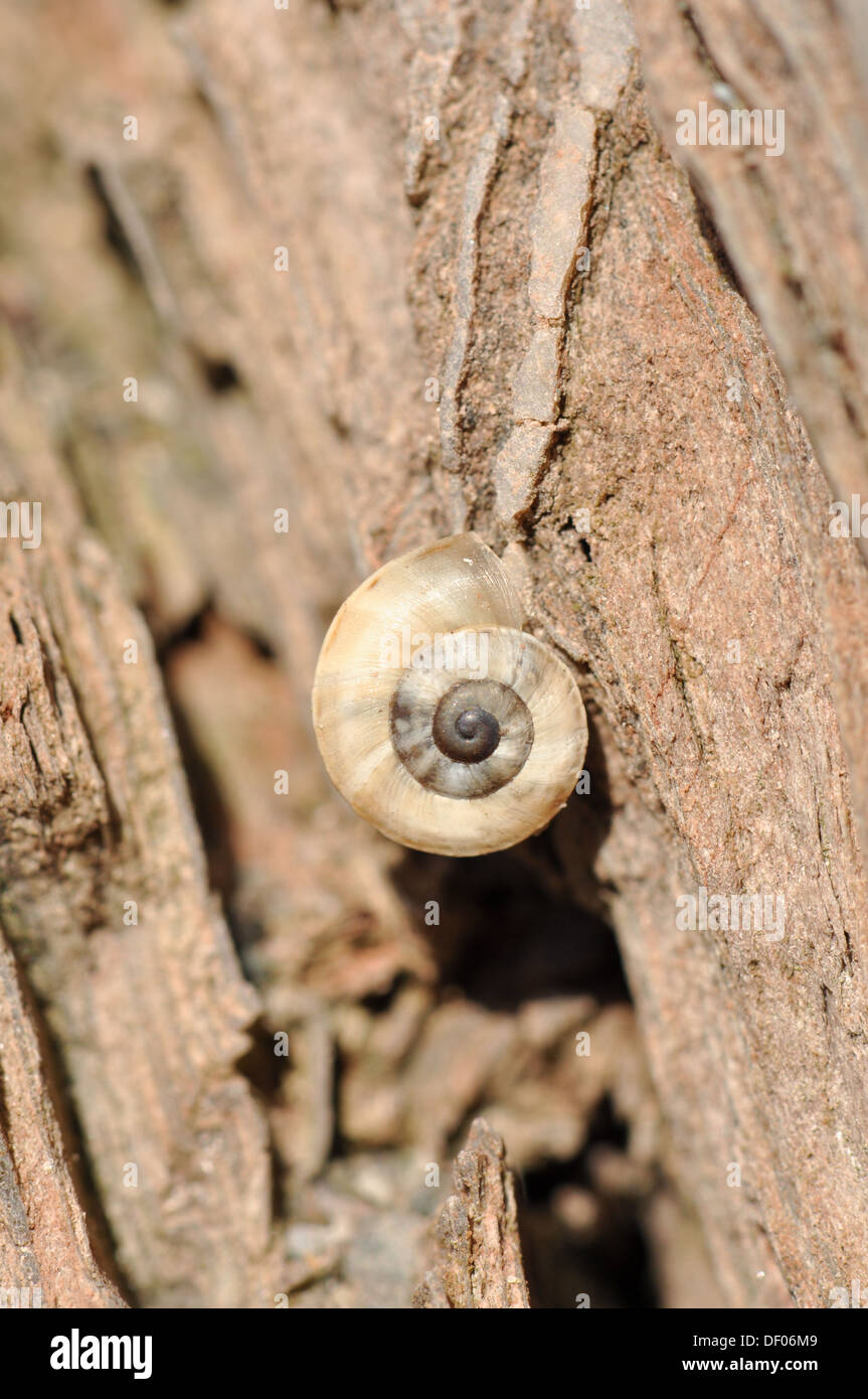 Terrestrial snail attached to rock on shore Stock Photo - Alamy
