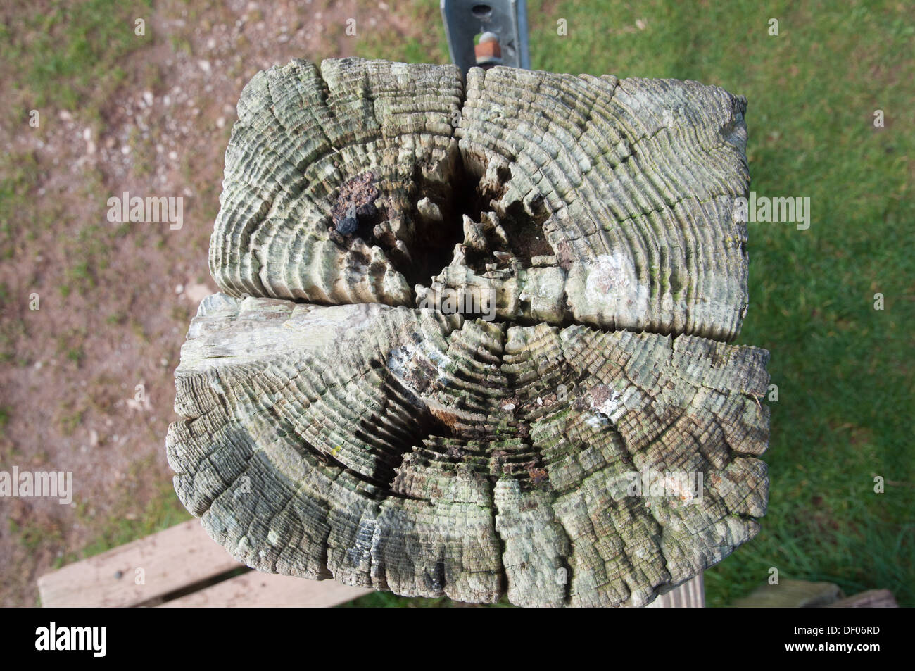 Weathered and eroded end of fence post showing grain and rings of ...