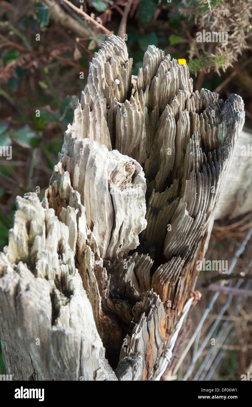 Weathered and eroded end of fence post showing grain and rings of ...
