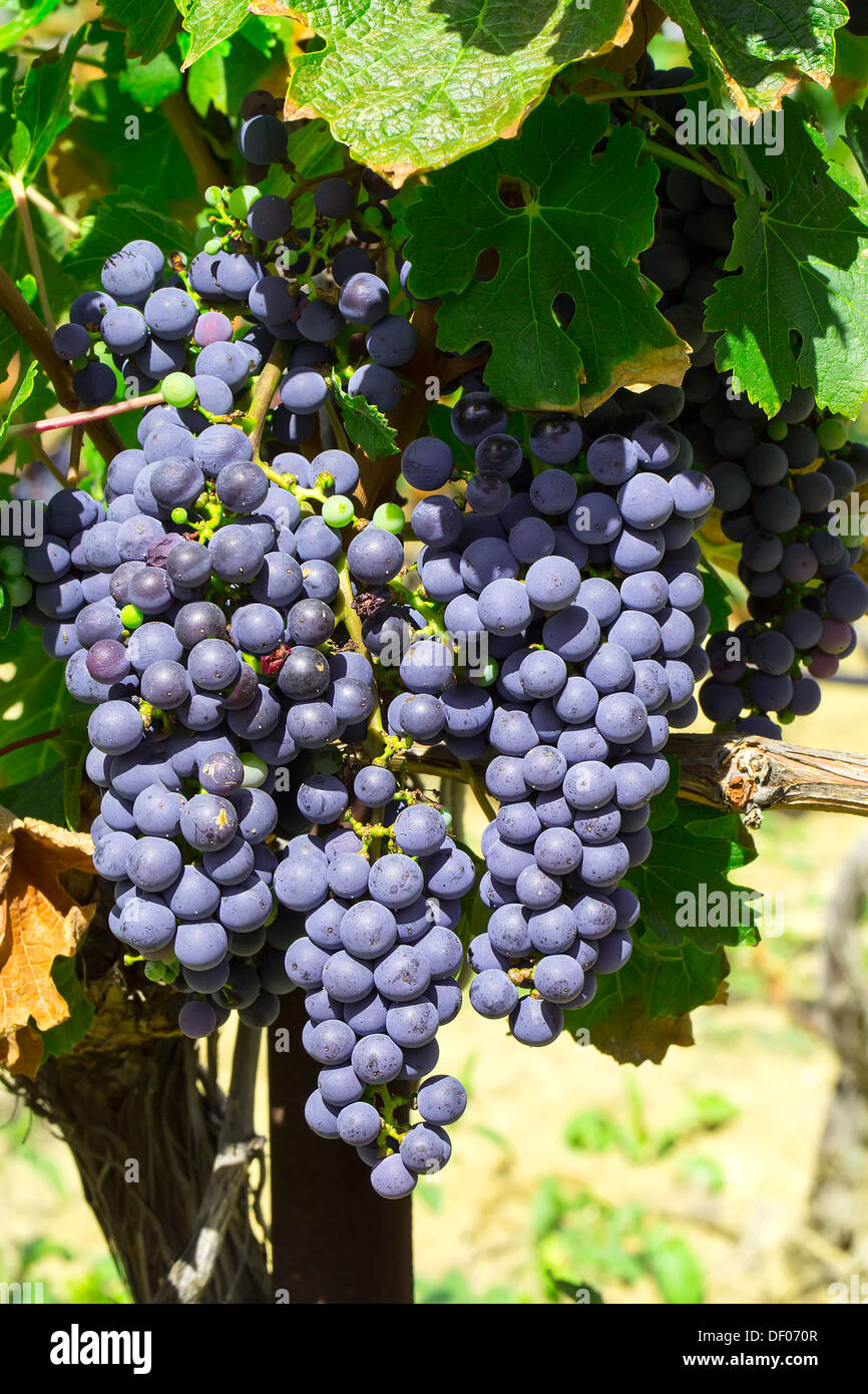 brush ripe grapes on solar plantations Stock Photo - Alamy