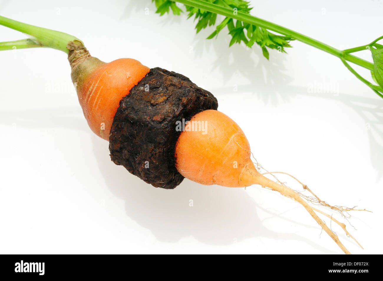 Abnormal carrot hi-res stock photography and images - Alamy