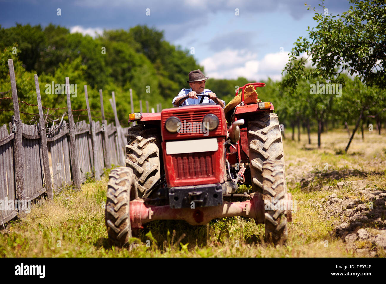 Senior farmer driving his old tractor with trailer through a plum trees ...