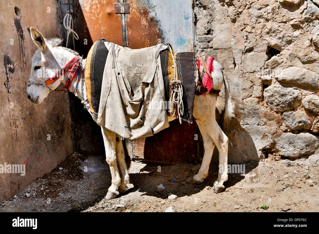 Resting Donkey used to move goods in narrow alleys of the Old Market ...