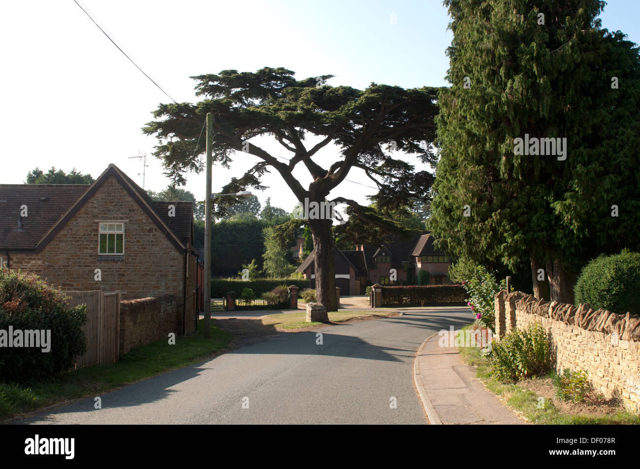 Large Cedar tree in Little Brington village, Northamptonshire, England ...