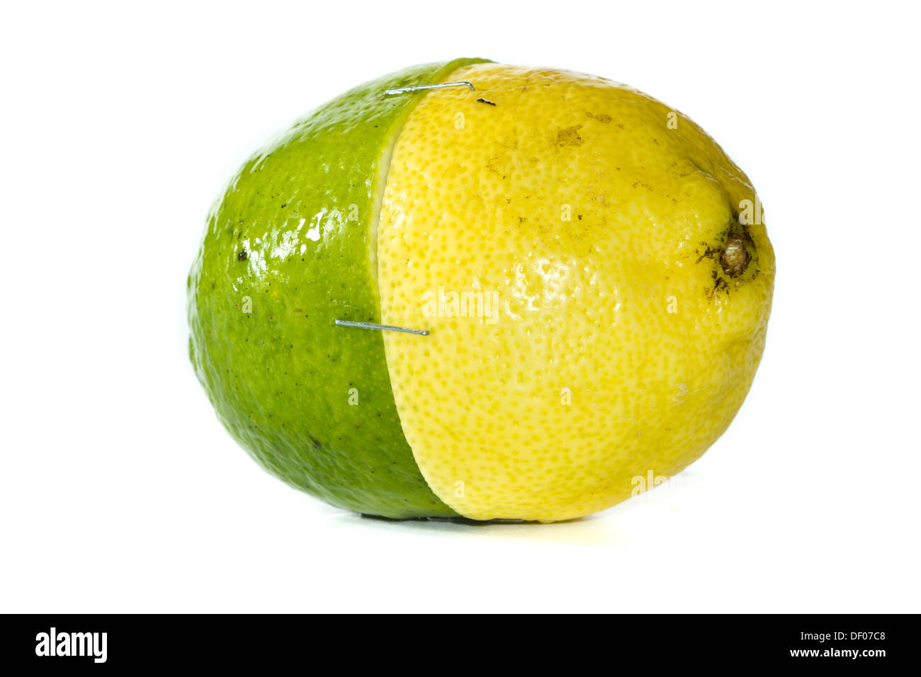 home made genetic fusion of a lime with a lemon Stock Photo - Alamy