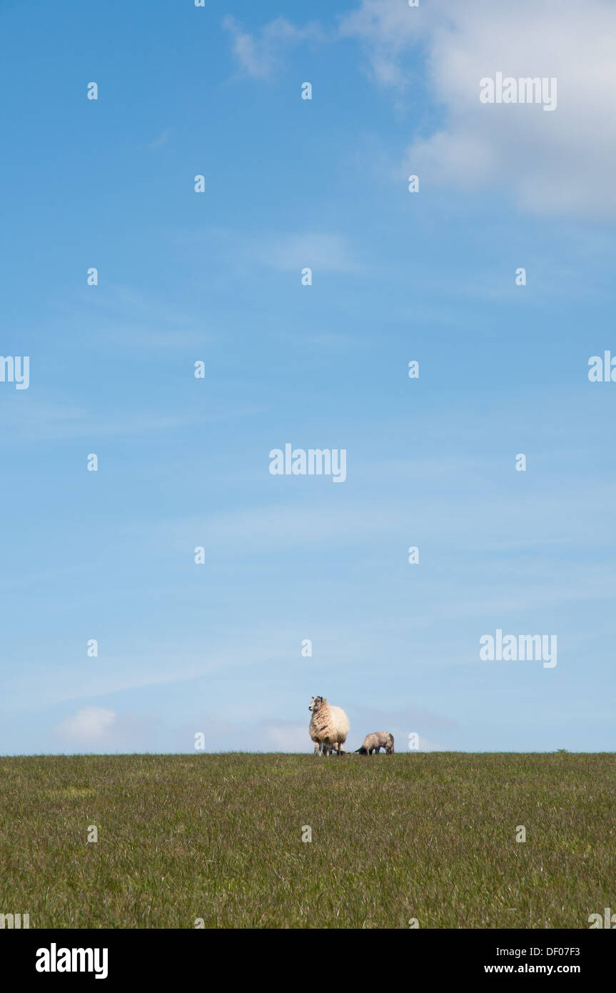 Close Cropped Sheep Grass High Resolution Stock Photography and Images ...
