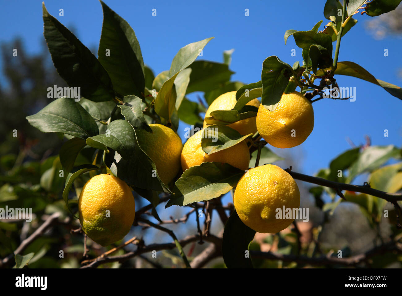 Mallorca biniaraix hi-res stock photography and images - Alamy