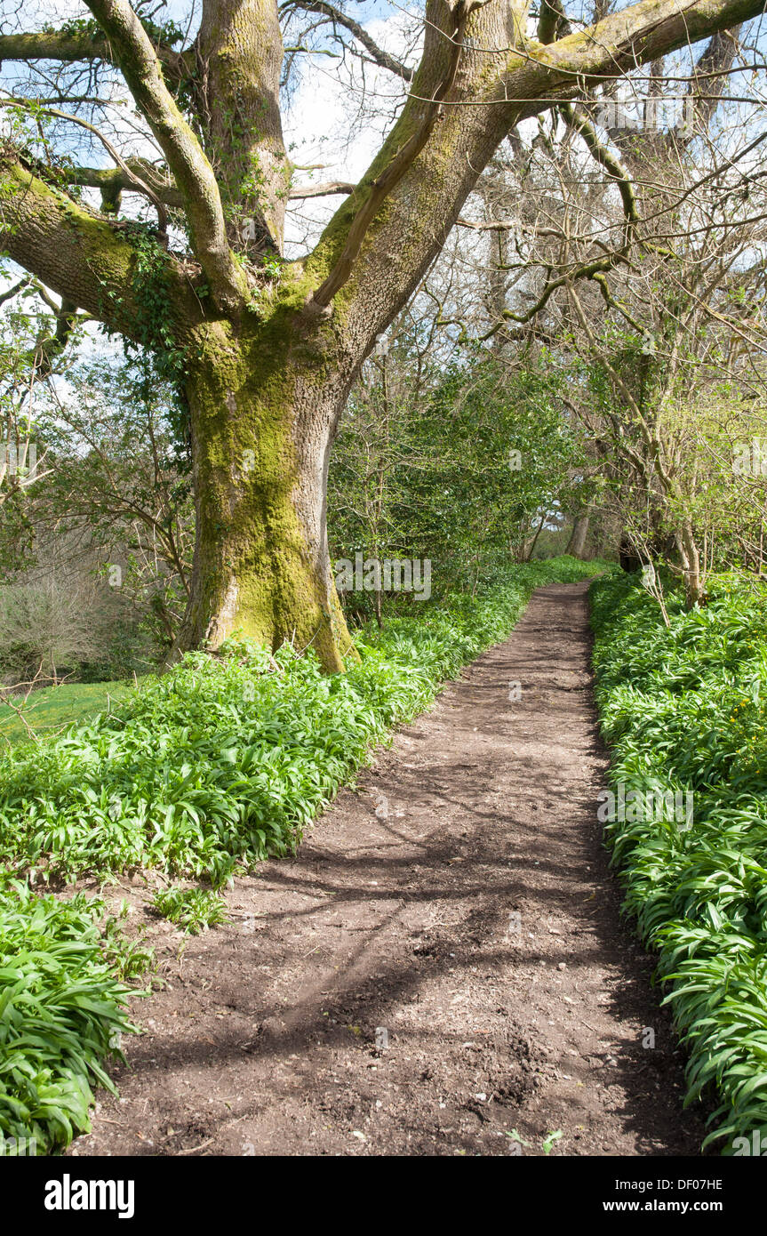 Sunlit country path in spring with oak trees and extensive borders of ...