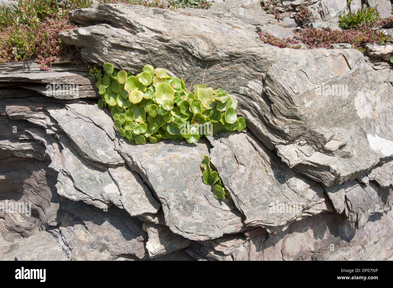 Clump of leaves of Navelwort (Umbilicus rupestris) emerging from folded ...