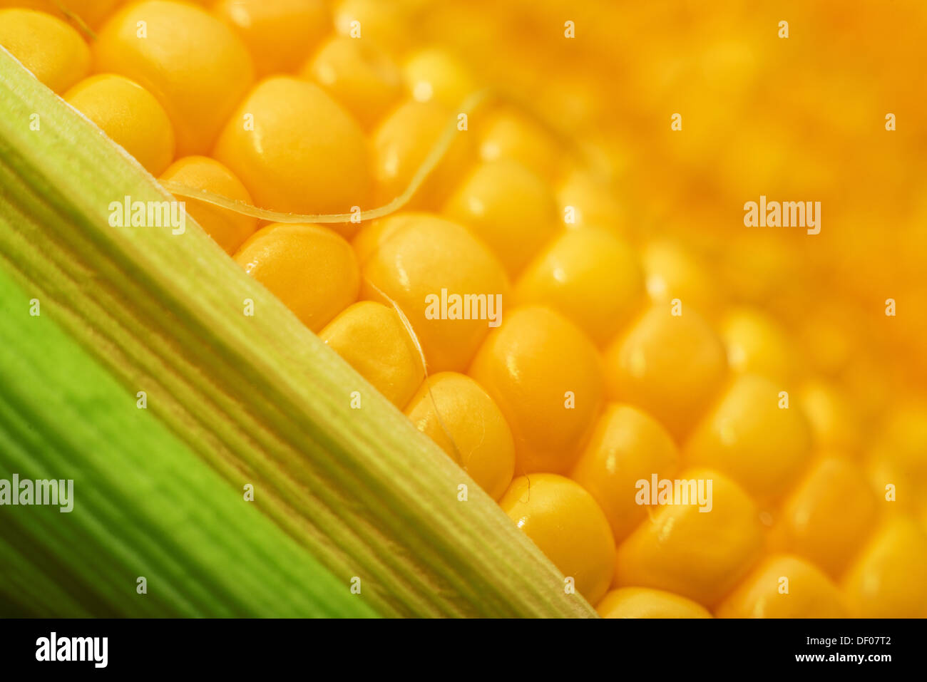 Sweet yellow corn cobs as background. Autumn harvesting season Stock ...