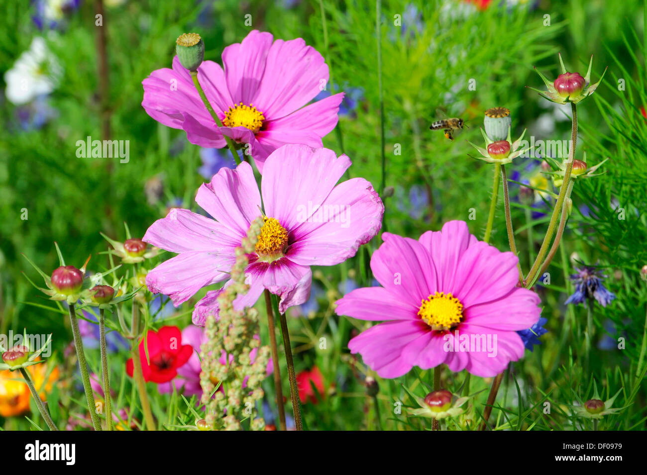Mexican aster (Cosmos bipinnatus syn. Cosmea bipinnata), in a flowering ...