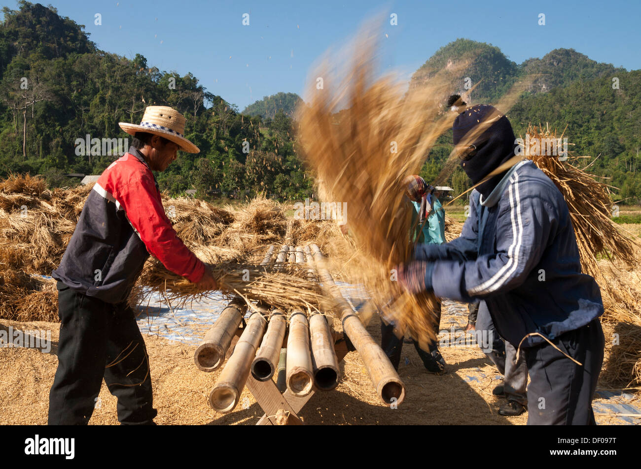 Men from the Shan or Thai Yai ethnic minority are threshing rice, field ...