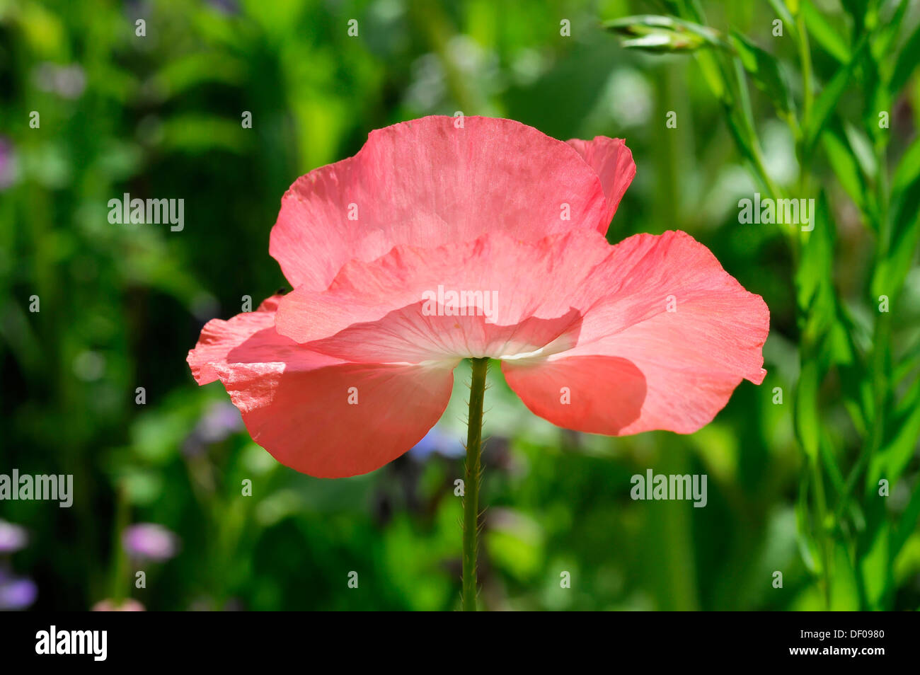 Pink or salmon-coloured flower of a hybrid poppy (Papaver rhoeas L ...