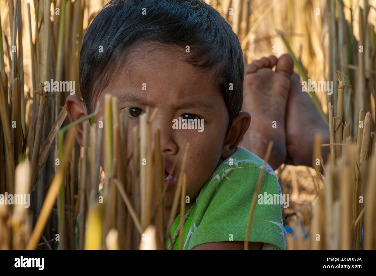 Boy in rice field hi-res stock photography and images - Alamy