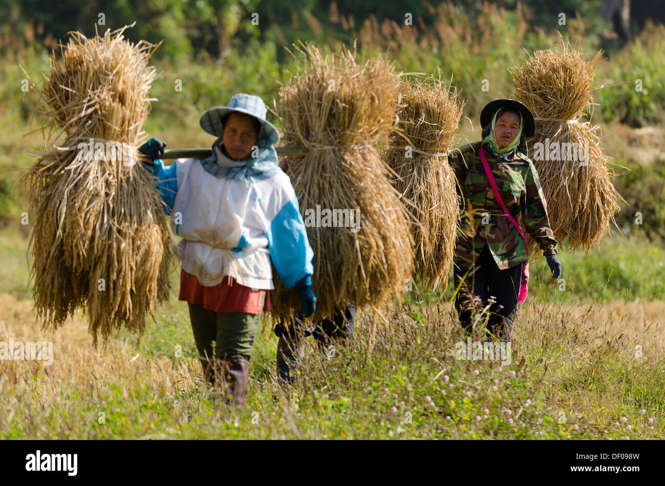 Carrying hay from harvested paddy hi-res stock photography and images ...
