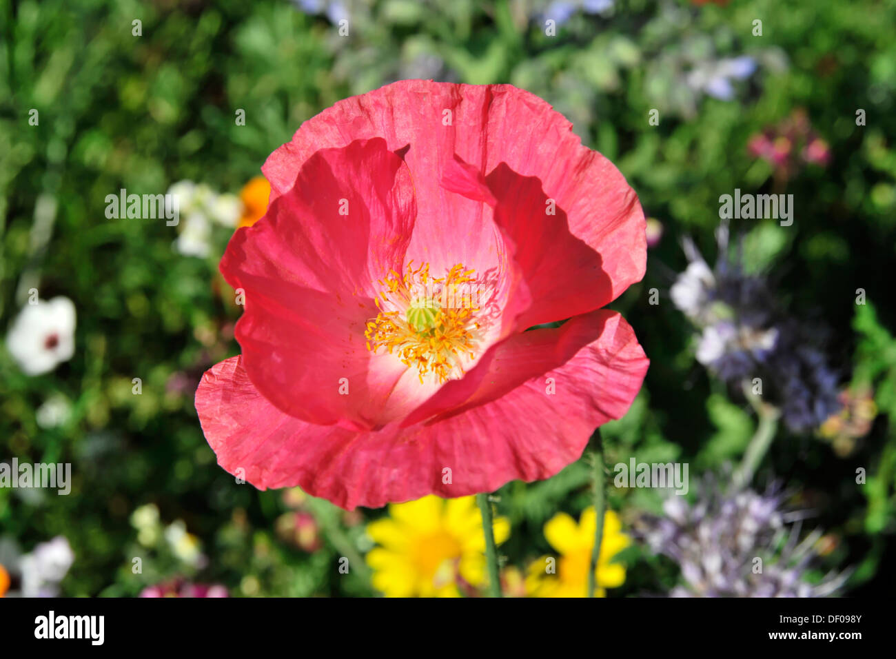 Up close pink poppy hi-res stock photography and images - Alamy