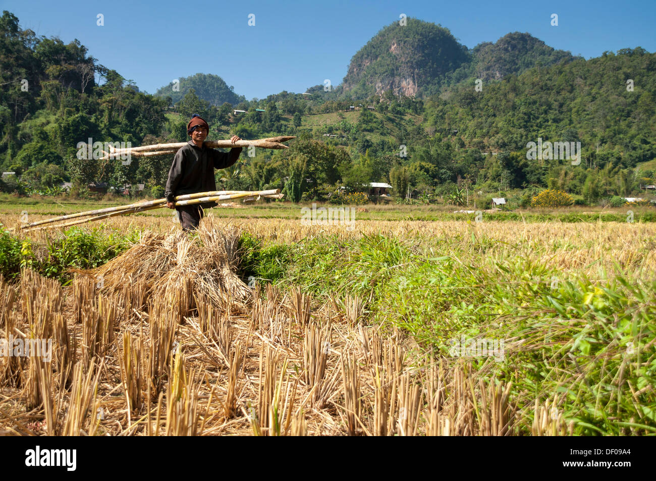 Man Carrying Rice Paddy Field High Resolution Stock Photography and ...