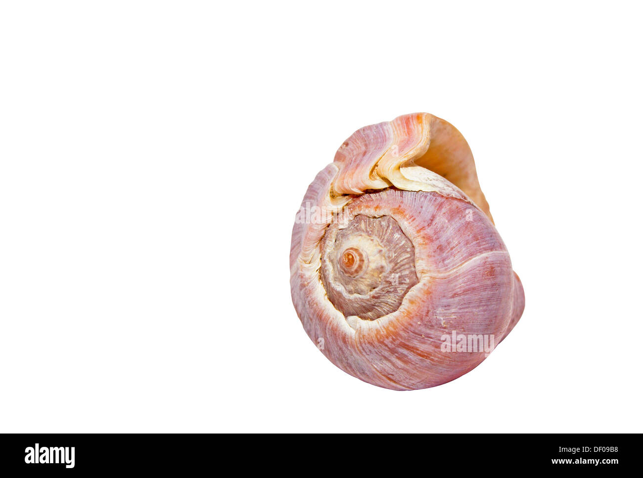 Isolated patterned spiral empty conch sea shell Stock Photo - Alamy