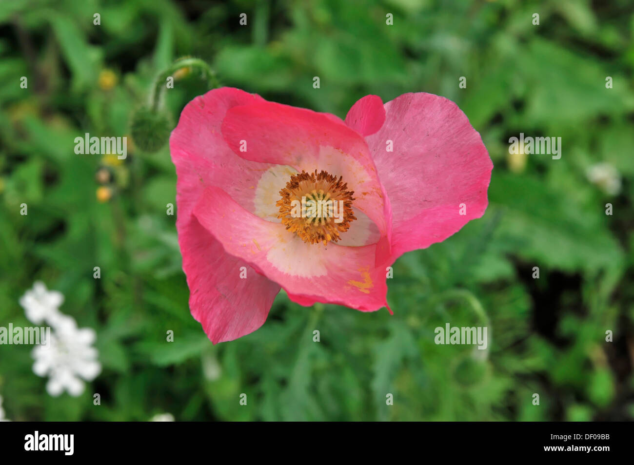Pink or salmon-coloured poppy hybrid (Papaver rhoeas L. Hybrid ...