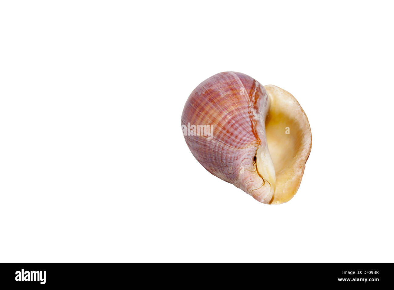 Isolated patterned spiral empty conch sea shell Stock Photo - Alamy