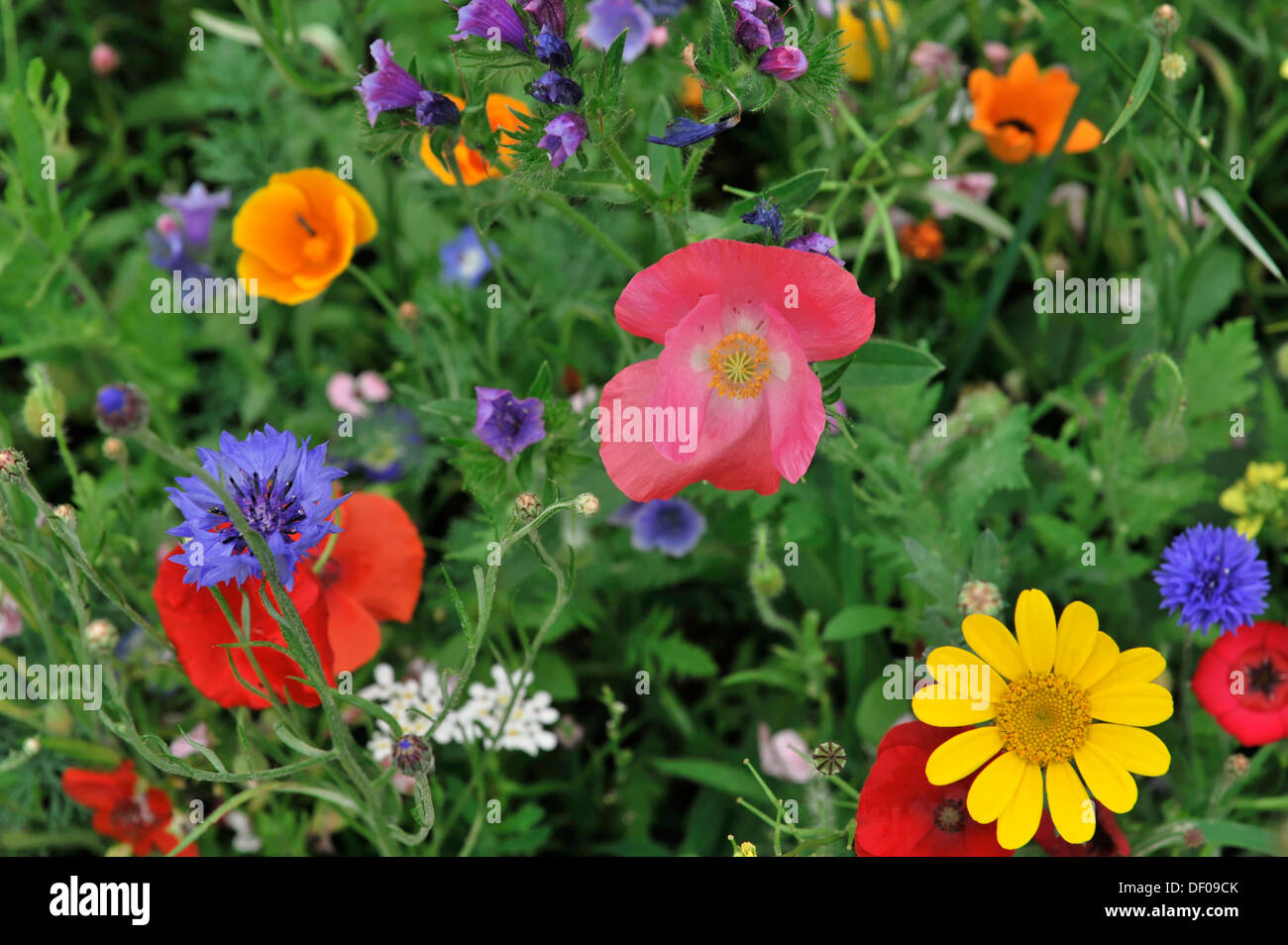 Different hybrid varieties hi-res stock photography and images - Alamy
