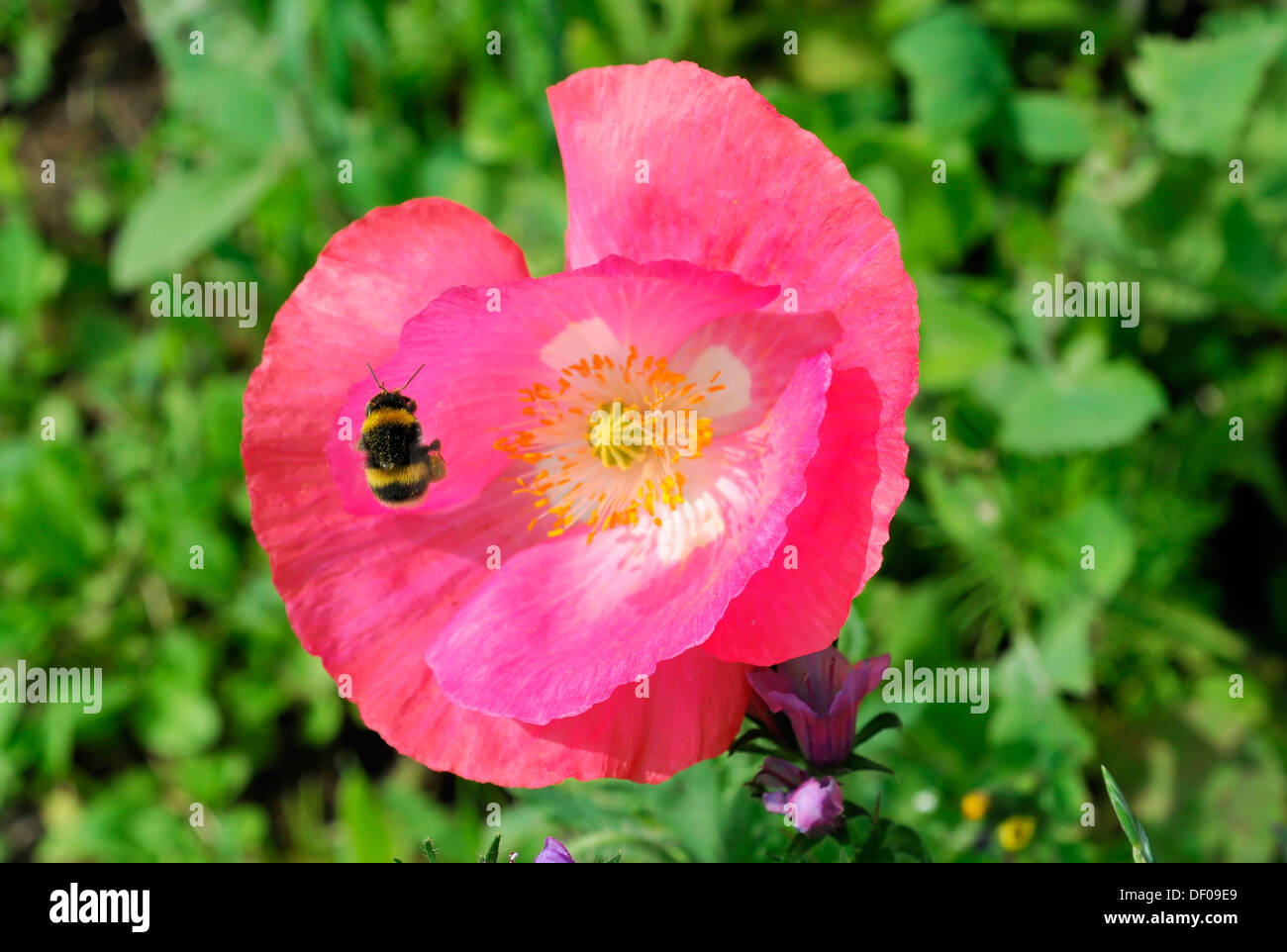 Pink Corn poppy hybrid (Papaver rhoeas L. hybrids), Schwaebisch Gmuend ...